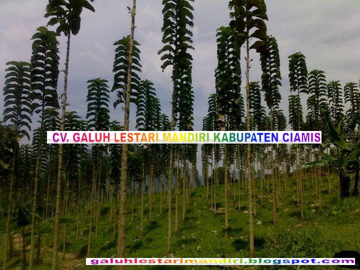Jati Solomon | GALUH LESTARI MANDIRI