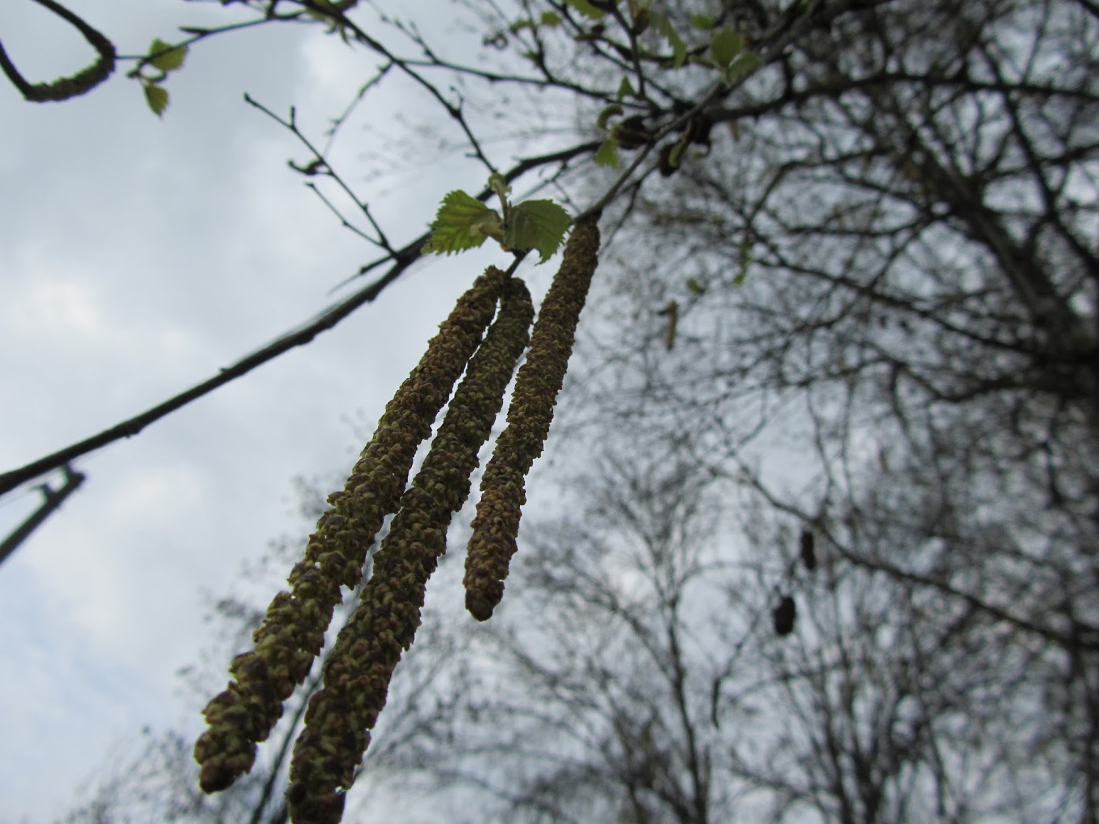 La Betulla Bianca (Betula pendula): Distribuzione e Caratteristiche ...