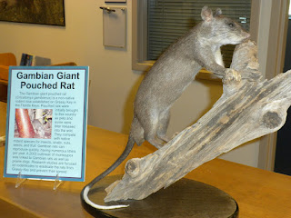 Wildlife Control Supplies Blog for WCO's: Giant Gambian Pouch Rat