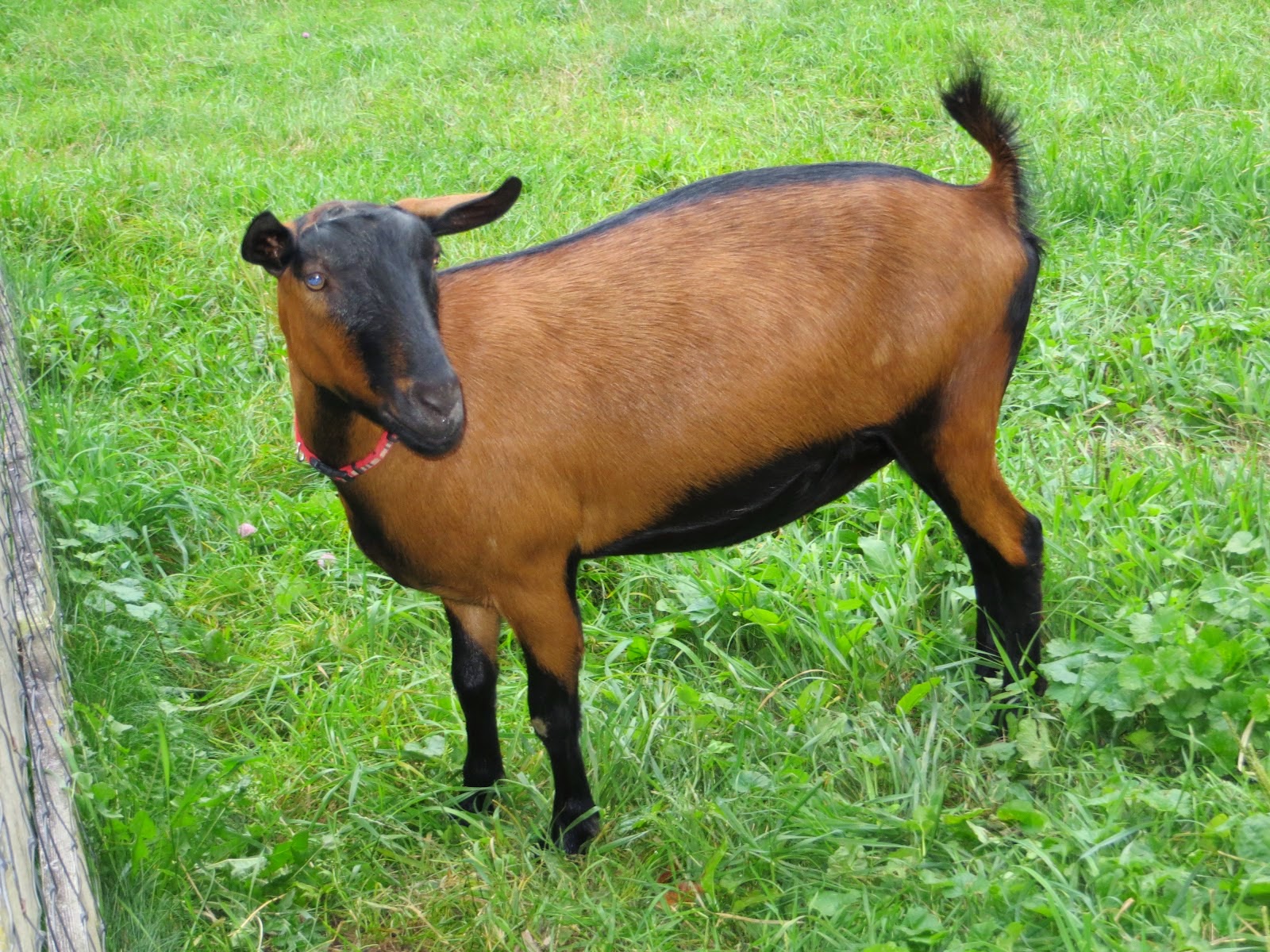 Kampung Lalang Garden: Kenali jenis-jenis baka kambing