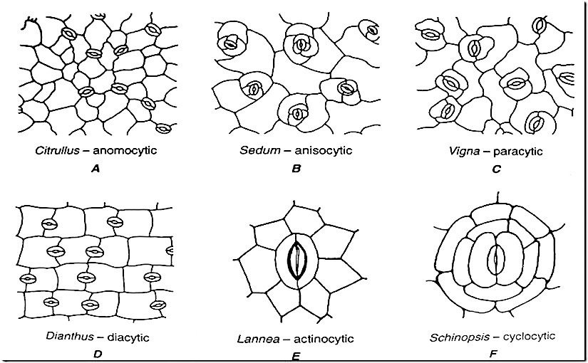 BIOLOGI GONZAGA: TRY OUT JARINGAN TUMBUHAN XI