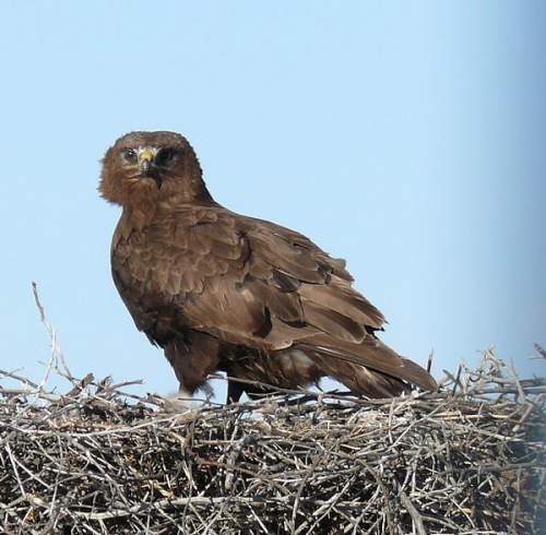 Upland buzzard | Birds of India | Bird World