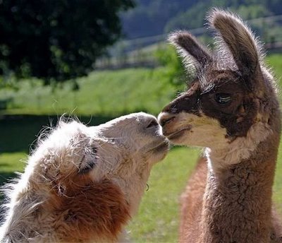 Funny Llamas Nice Photos | All Funny