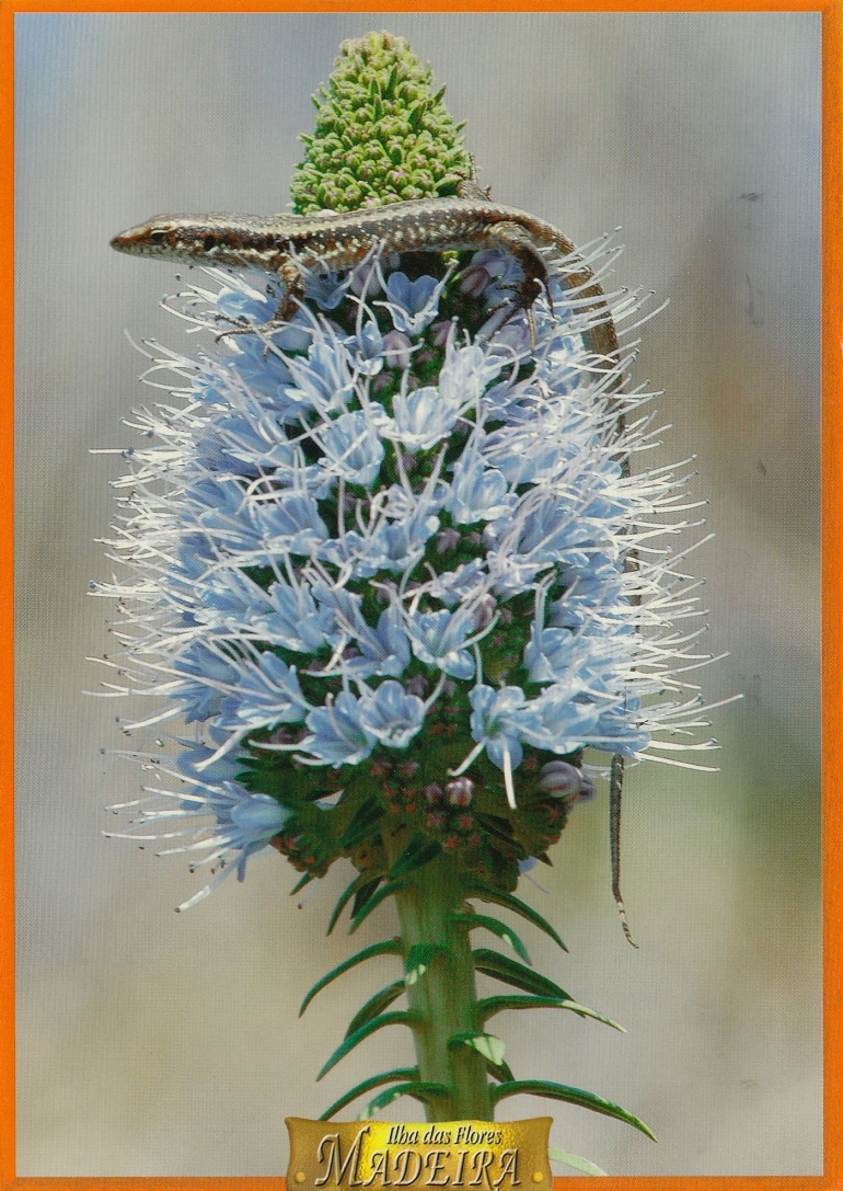 P o s t c r o s s i n g P l a n e t: Maçaroco Com Lagartixa