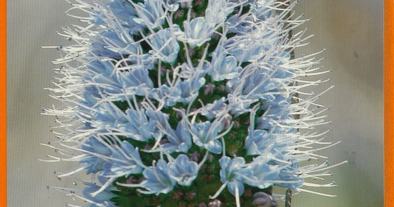 P o s t c r o s s i n g P l a n e t: Maçaroco Com Lagartixa