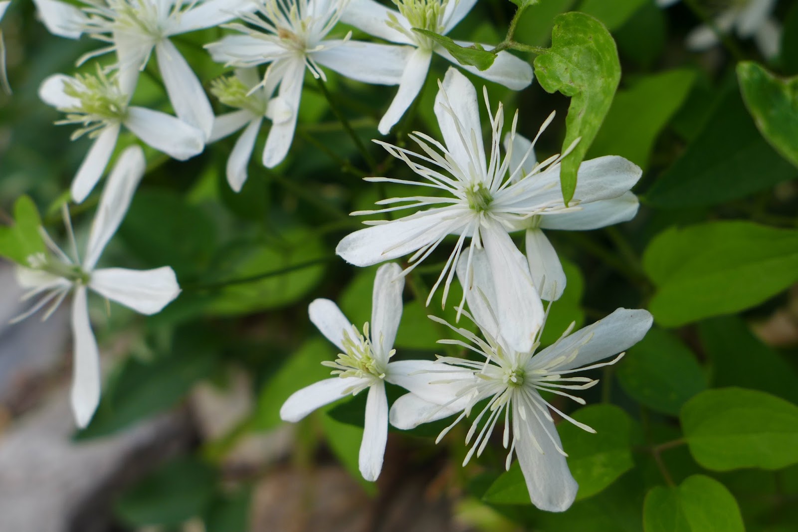 Spun by Me: Sweet Autumn Clematis