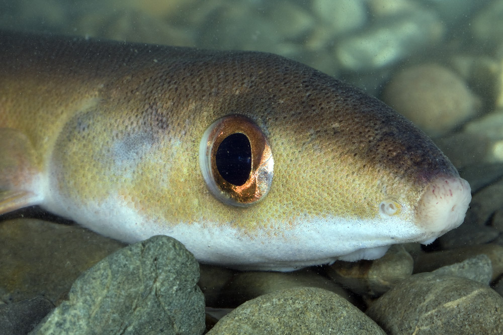 Fishes Images: Beaked salmon