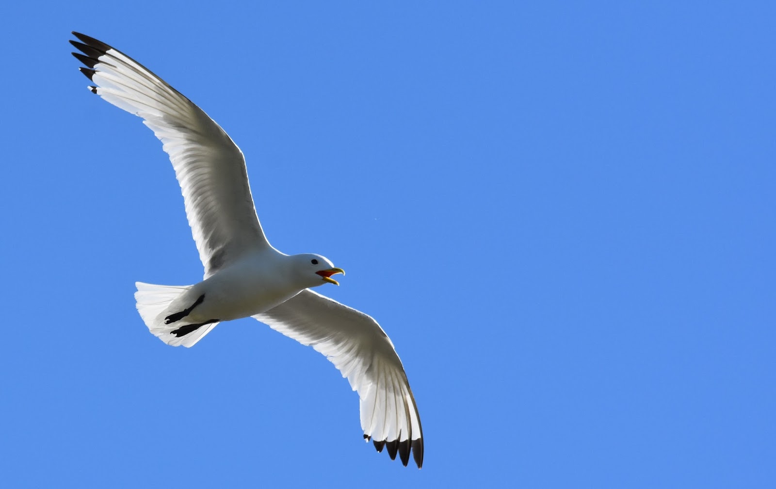 Villen luontohavainnot: Retki Varanginvuonolle (Oppi fjellet!)