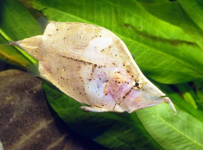 Blog de Medio Ambiente : El pez hoja, Monocirrhus polyacanthus