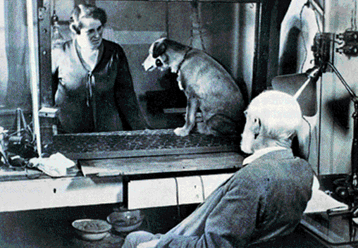 La moneda de Schopenhauer: El experimento de Pavlov