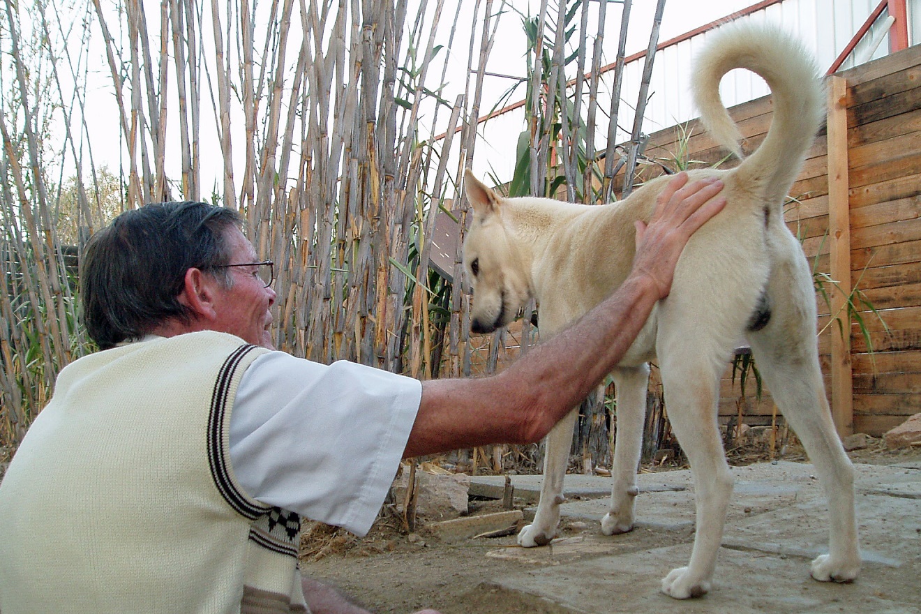 Wild born Canaan dogs of Saudi Arabia: 2018