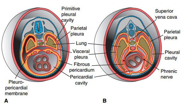 ⭐ Development of body cavities and diaphragm. Chapter 48. Development ...