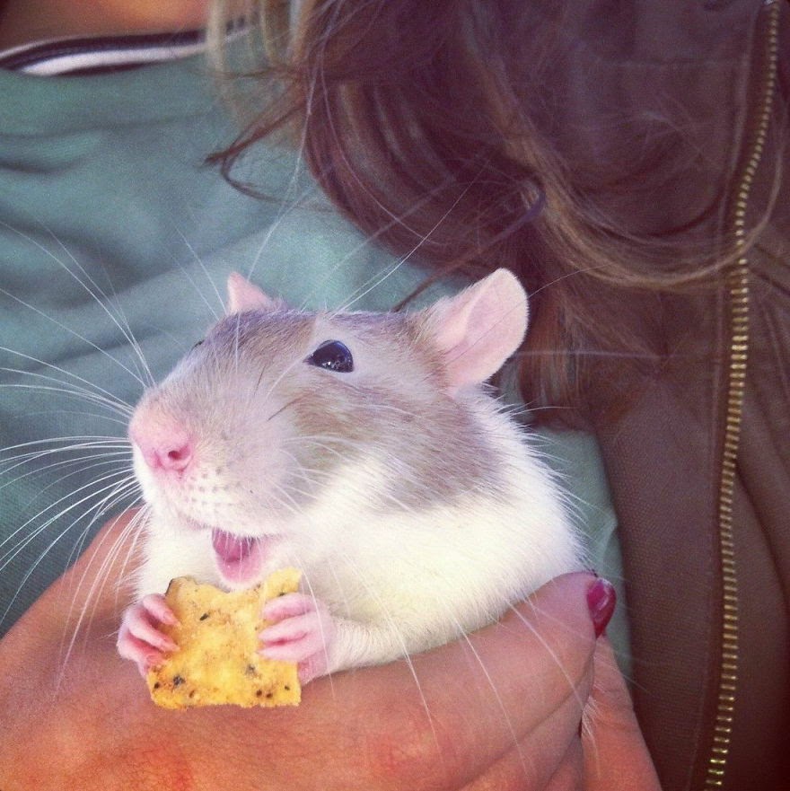 15 fotos de ratos engraçados