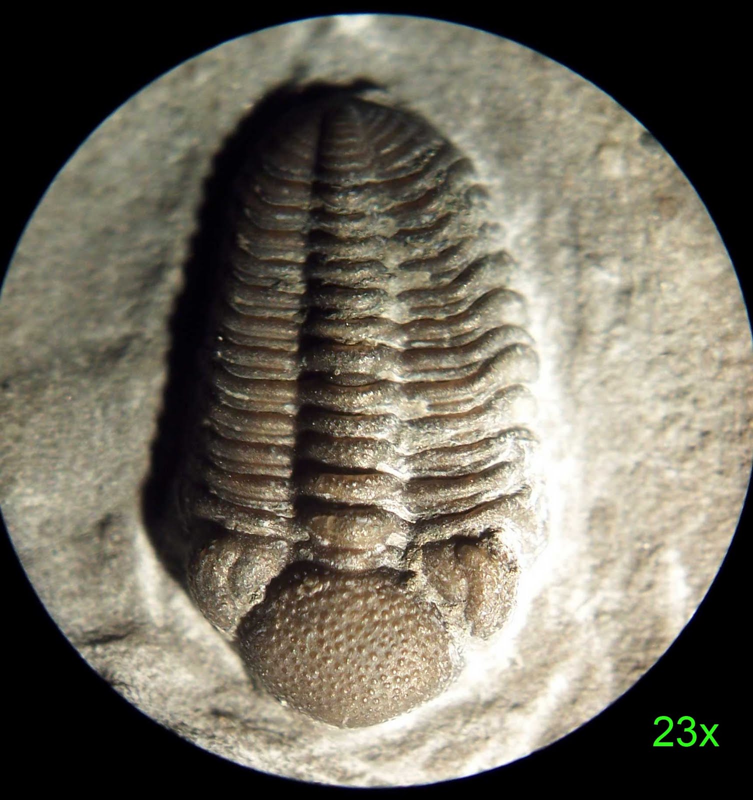 Louisville Fossils and Beyond: Micro Trilobites