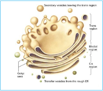Les organites de la cellule animale et végétale | Bio faculté