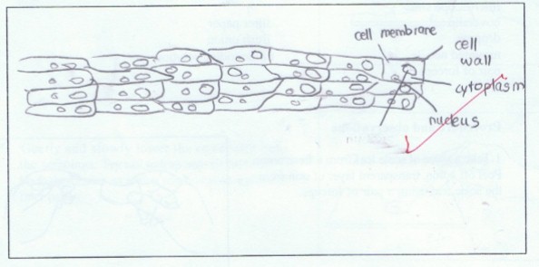 JiaJun's Blog: Science E-portfolio