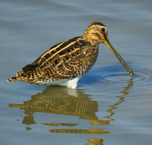 Common snipe | Birds of India | Bird World