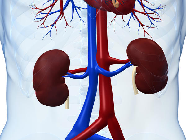 treatment for kidney disease: High Creatinine Levels in the Urine
