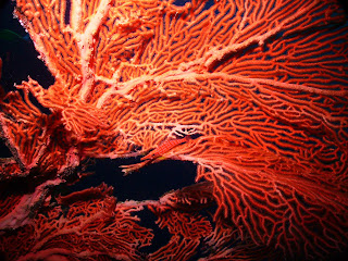 All Things Ocean: Ravishing Red Marine Life