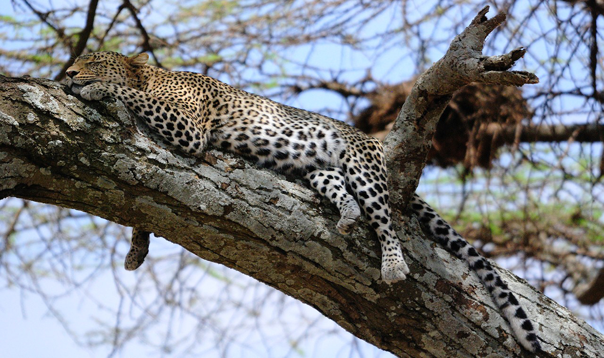 Serengeti National Park ~ Tanzania Tourist Destinations