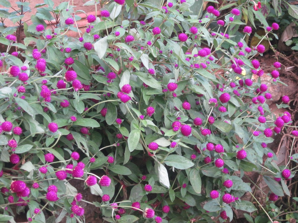 NATURE'S BEAUTY: Vadamalli Flower