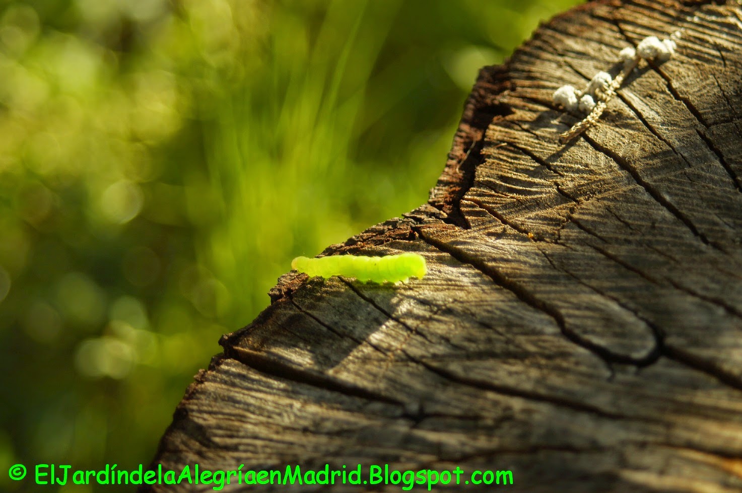 El jardín de la alegría : Pequeñas cosas verdes :)