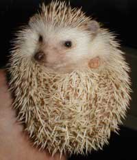 Everything About Pets: Mini Hedgehog (Kind of Mini Hedgehogs)