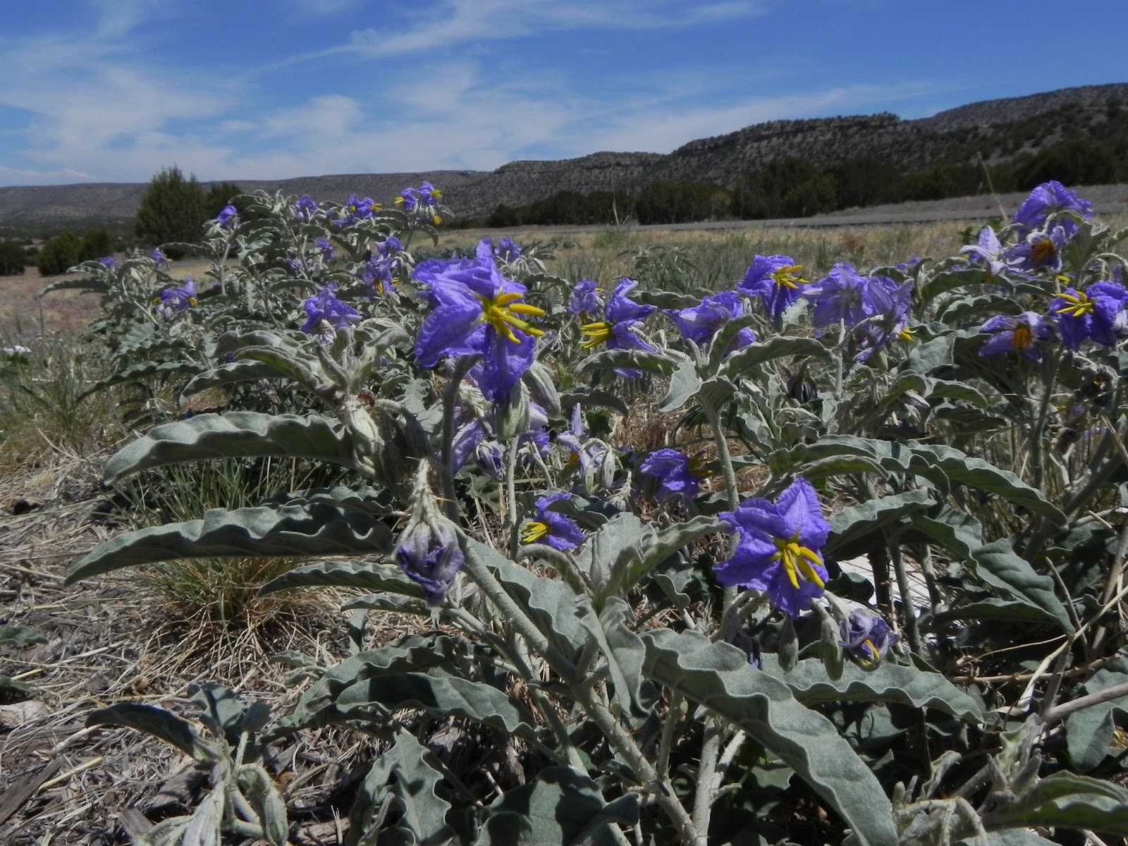 Wildflower Wanderings: Welcome to New Mexico