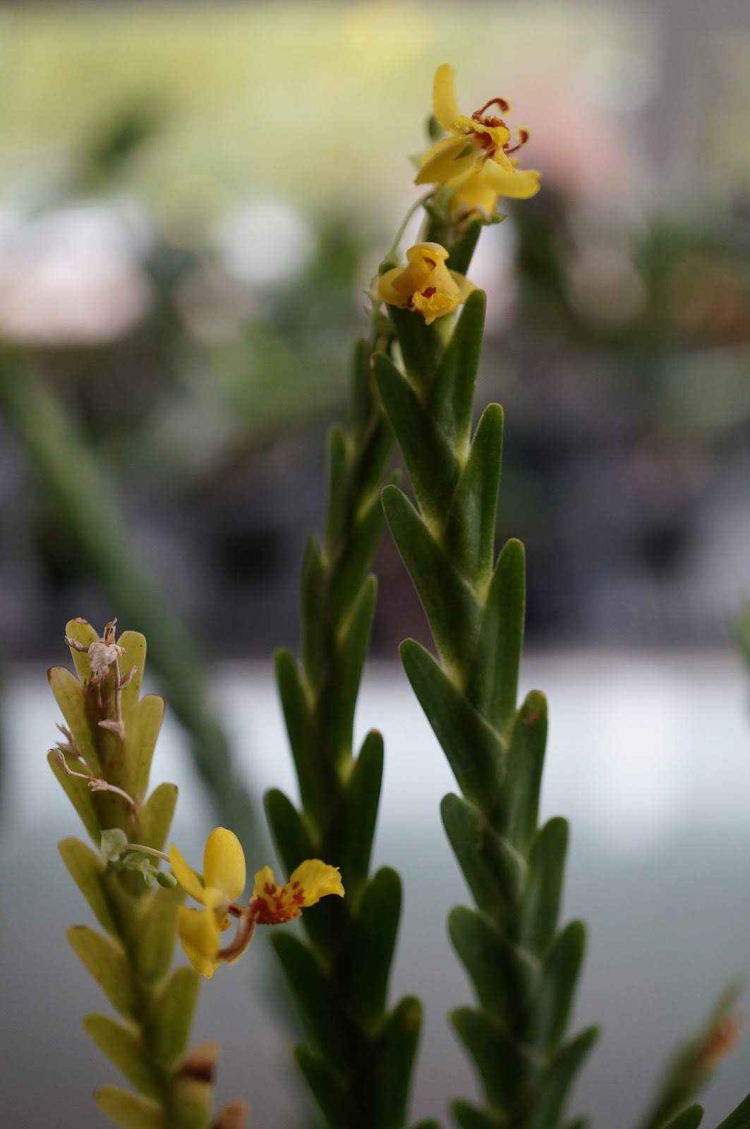 Whatsitgarden: Lockhartia lunifera