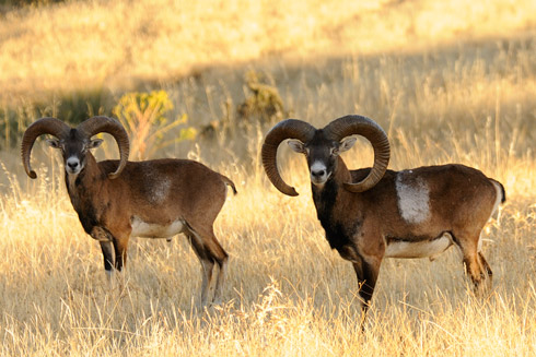 Old European culture: Ram and Bull