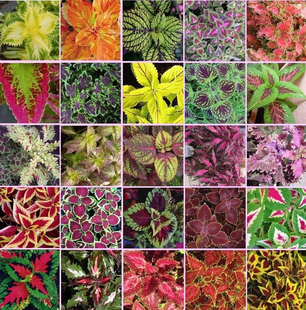 Rey de las Plantas: Coleus Coleos Arco Iris