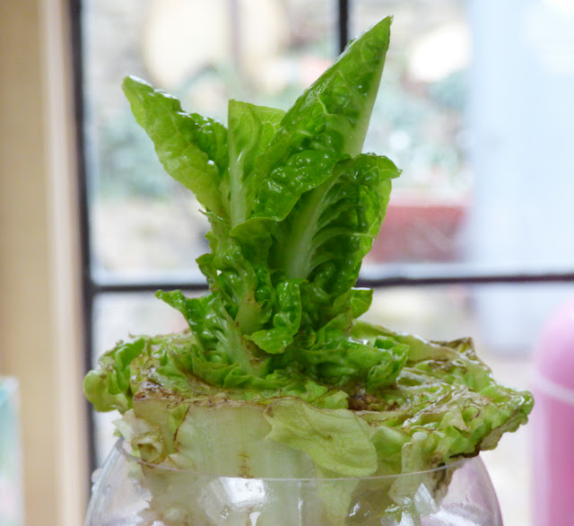 Chez Maximka: Regrowing lettuce from a stem: is it worth it?