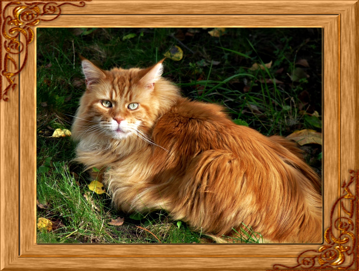 All About Lacocoon Dante: September 2016