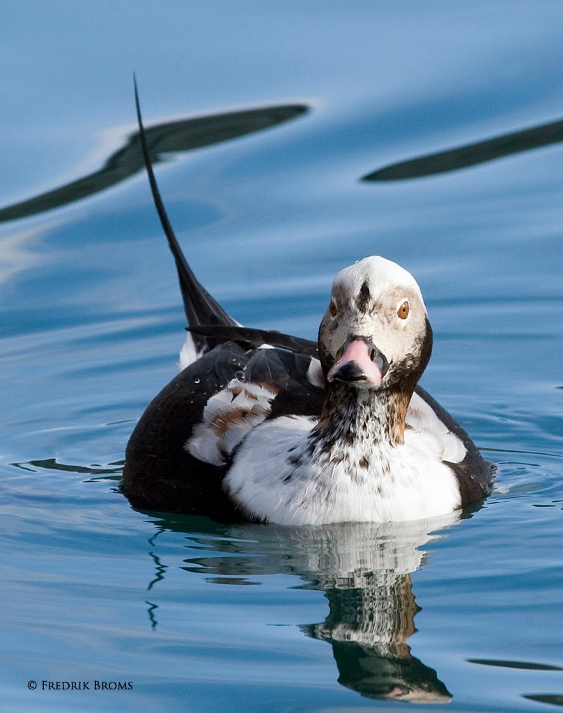 Northern Lights Photography: Long-tailed Duck - Havelle