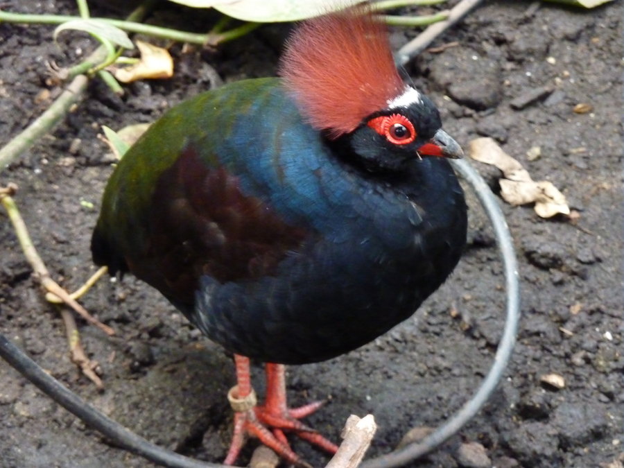 Bird of Aisa Roul Roul partridge