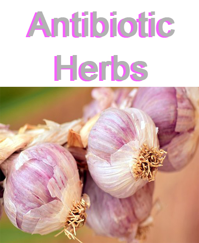 Everyday Health : Antibiotic Herbs
