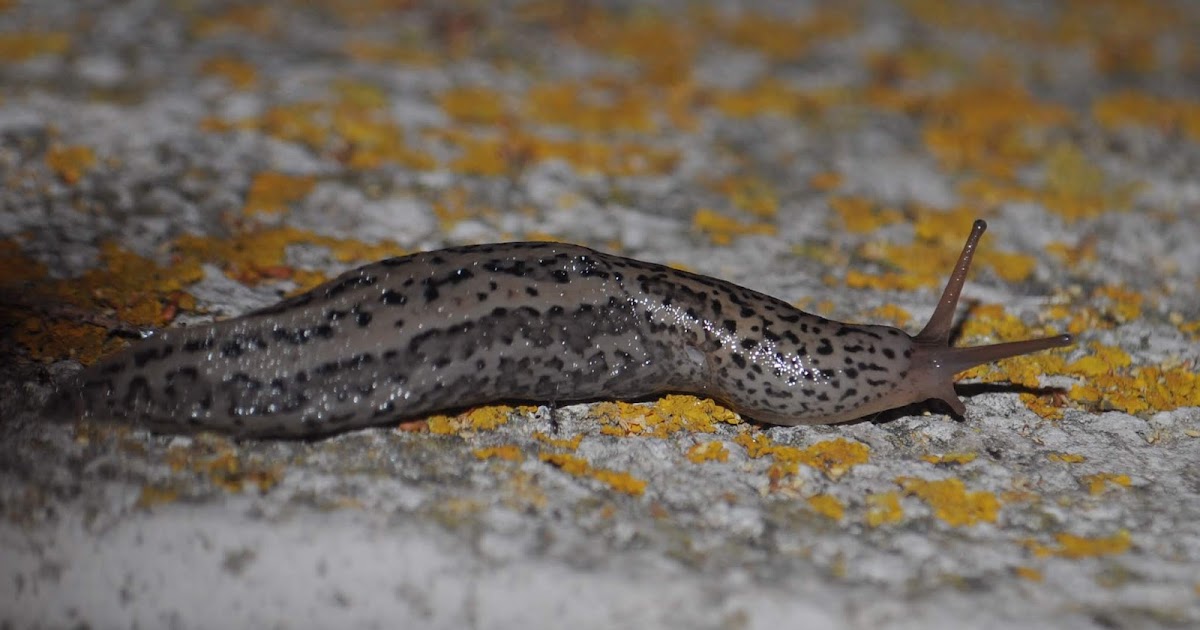 ZOOTOGRAFIANDO (6.096 ANIMALS): BABOSA LEOPARDO / BIGGEST SLUG (Limax ...