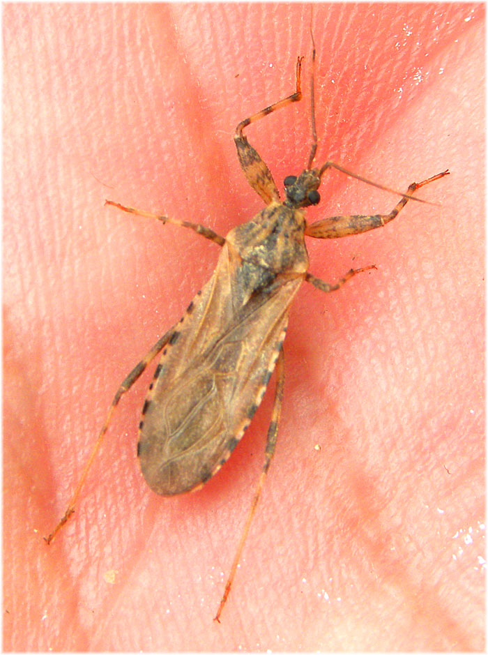 FOTO NATURA HUESCA 2: CHINCHE BESUCONA Oncocephalus squalidus Pietro ...