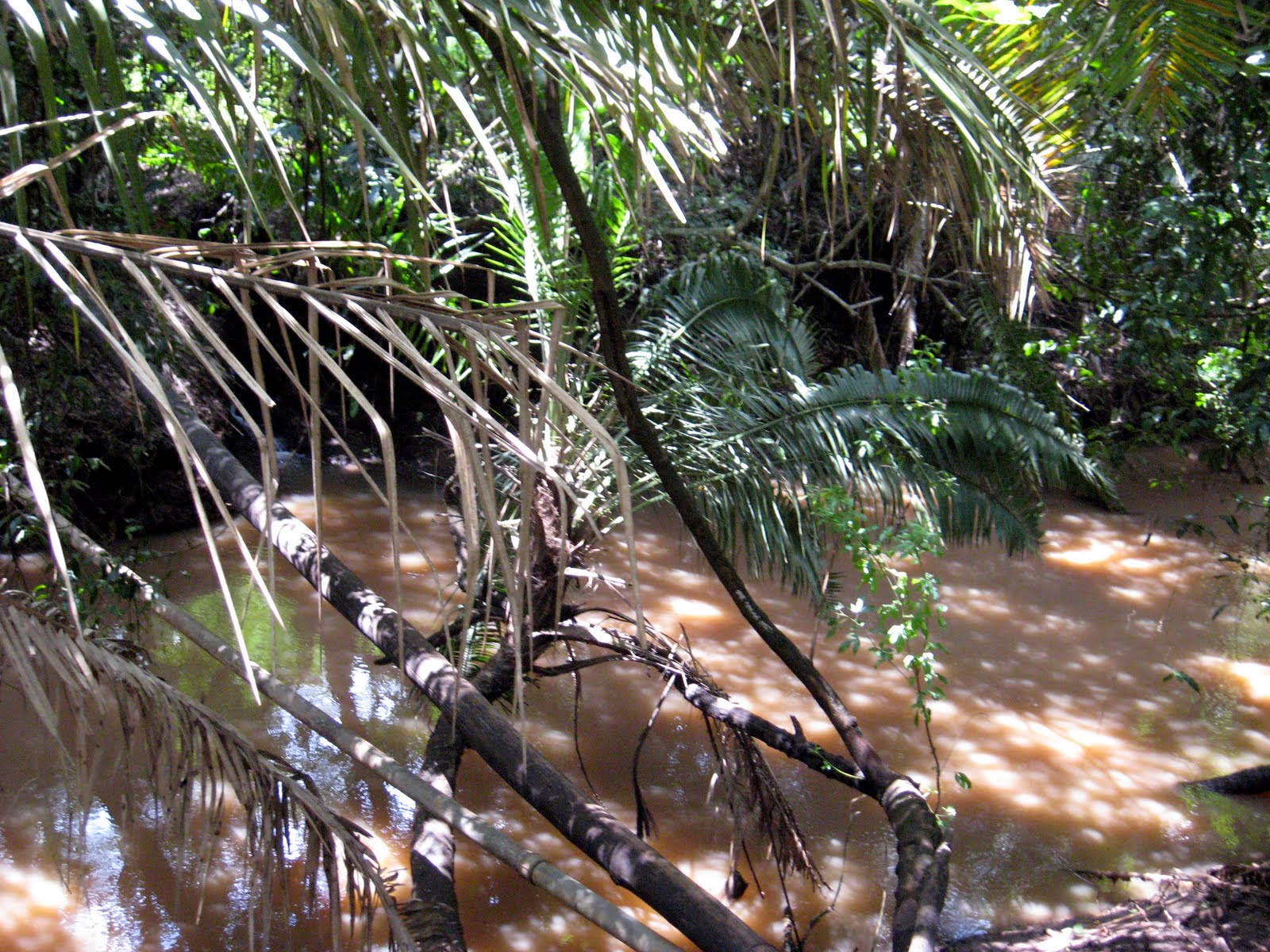 Kenya IUPUI 2011: Kitale Conservancy: Kitale, Kenya