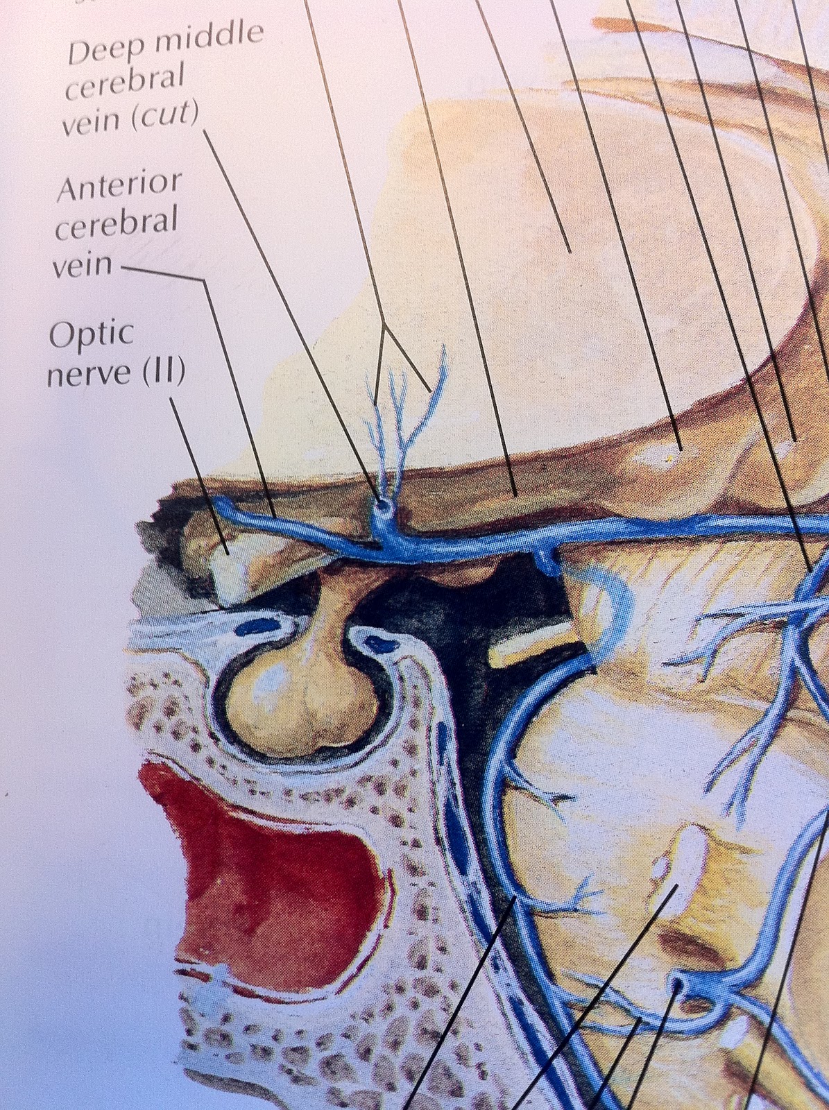 The Key Lime and the Pea