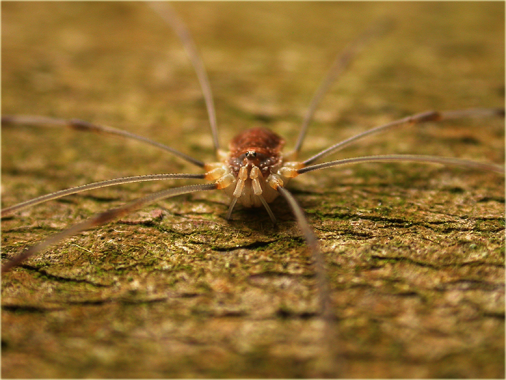 Arachnerds: Harvestmen - Opiliones