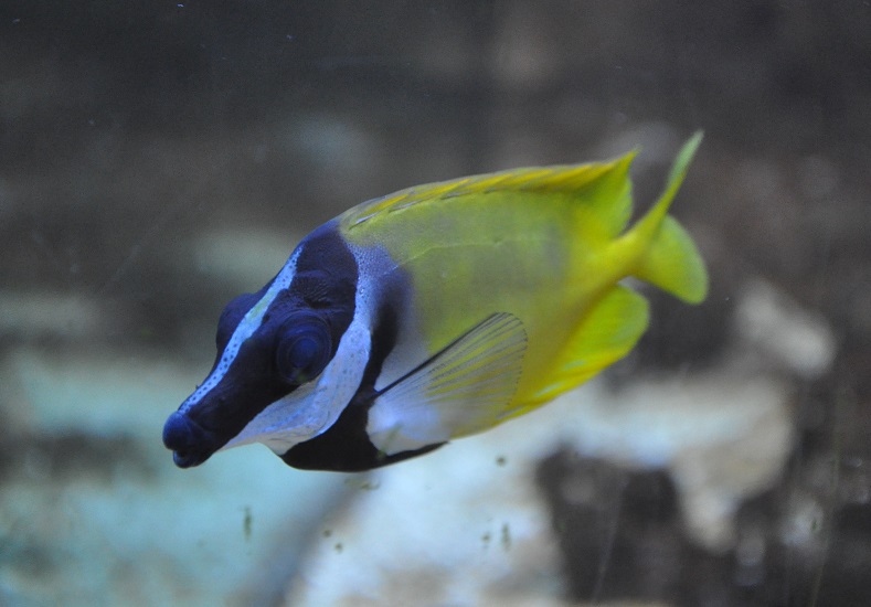 ZOOTOGRAFIANDO (6.100 ANIMALS): PEZ CONEJO CARA DE ZORRO / FOXFACE ...