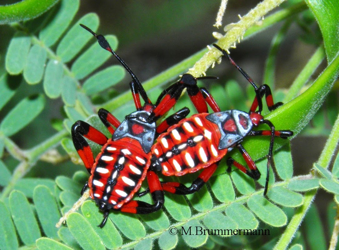 Arizona: Beetles, Bugs, Birds and more: May 2015