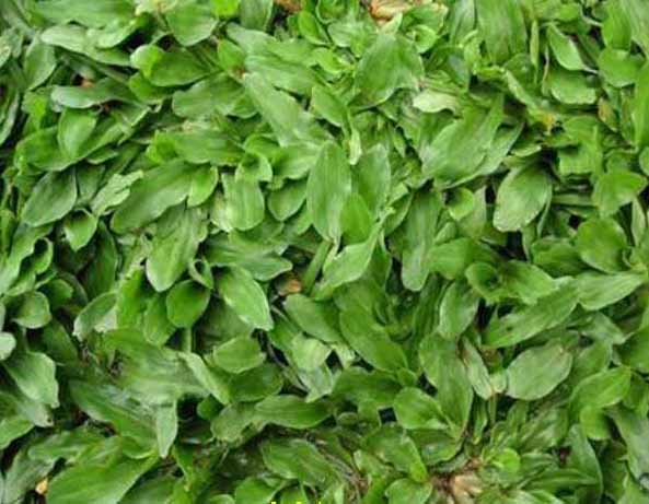 10+ Jenis Jenis Rumput Hiasan