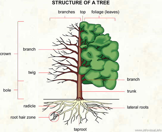 akshay: How does a tree grow?