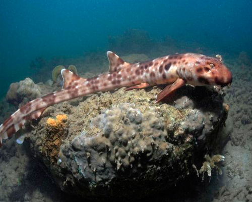 animales contentos: Tiburon bambu