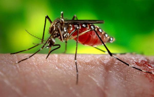 PA Environment Digest Blog: Updated: DEP: Mosquito Spraying Set For ...