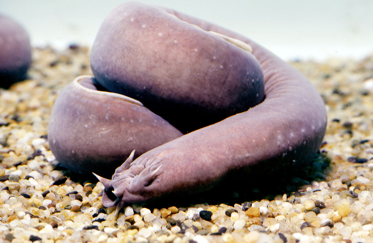 10 Animales Mega Extraños Que no Creerás que Existen en la Tierra | Red ...