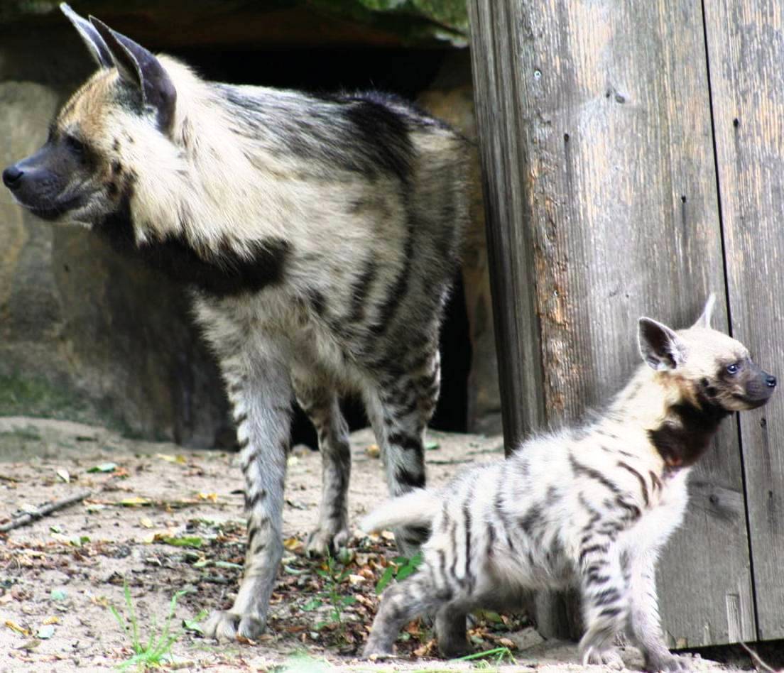 National Animal of Lebanon - Striped Hyena