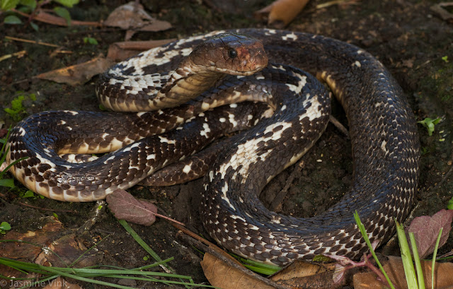 Ular Asli Indonesia: Ular Sendok Jawa (Naja sputatrix)